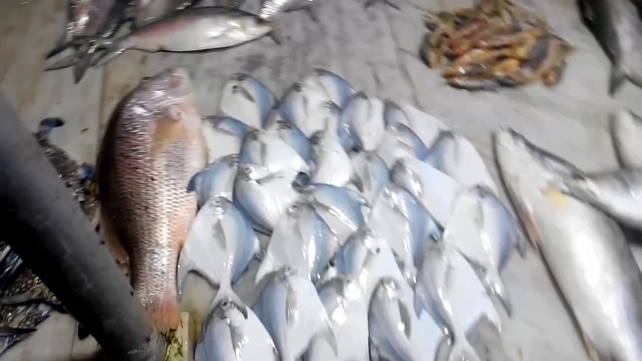 Fish market at Old Digha - YouTube