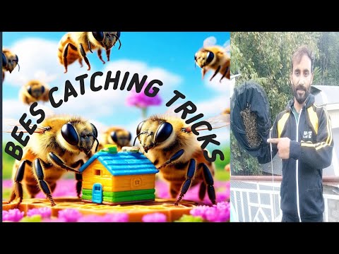 CATCH BEES LIKE A PRO!BEEKEEPING TIPS AND TRICKS - YouTube