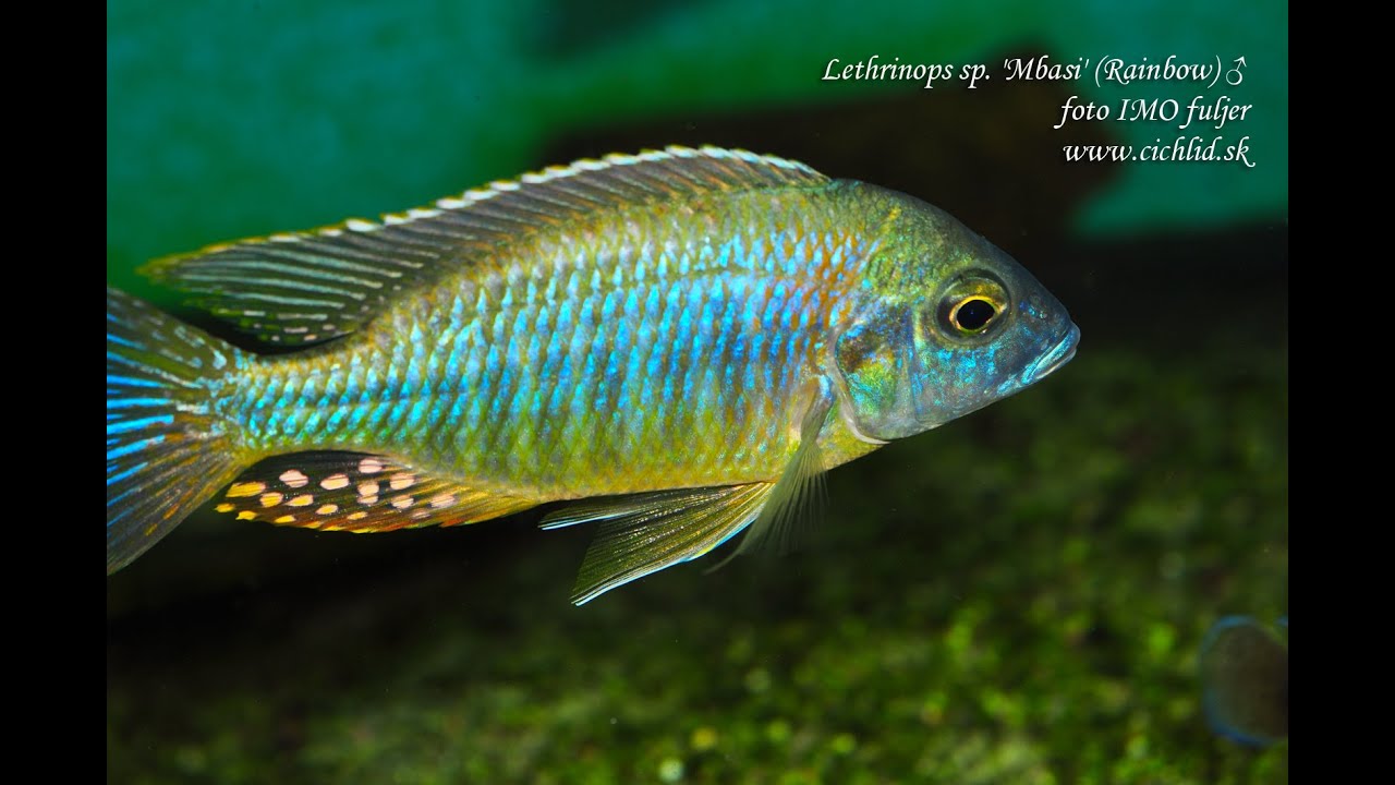 Lethrinops sp 'Mbasi' (Rainbow) - YouTube