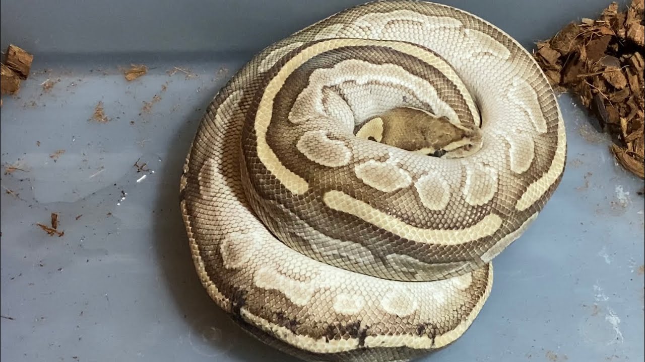 Another Egg Pulling - Ball Python Eggs 24’ - YouTube