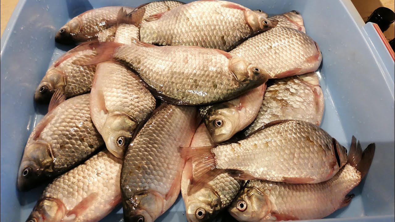 🐟CARAS-Peste gustos(curățarea , eviscerarea si prăjirea lui) 🐟Cleaning ...