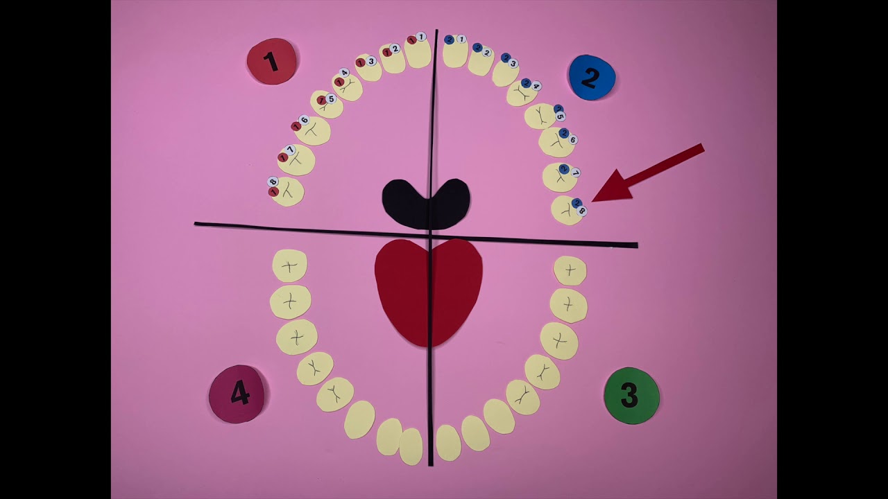 La numerazione dei denti - YouTube