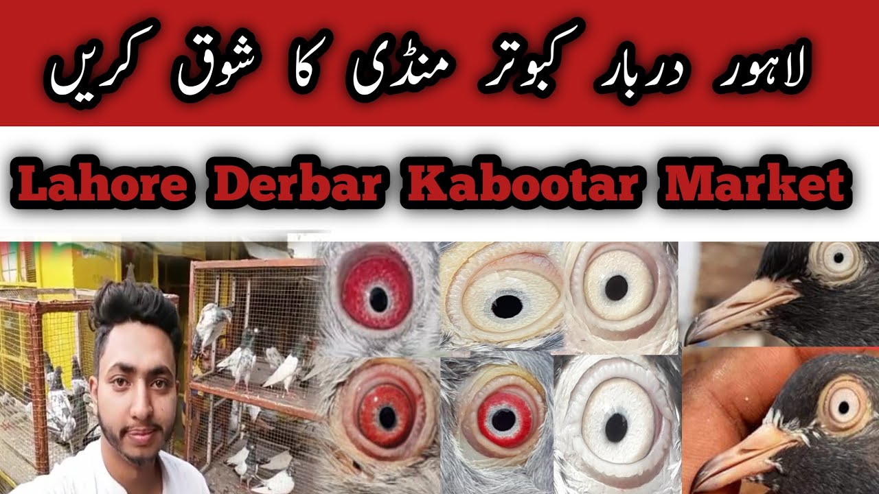 Royal Teddy kabootar | Saith waly Teddy kabootar | Pakistan Pigeon ...