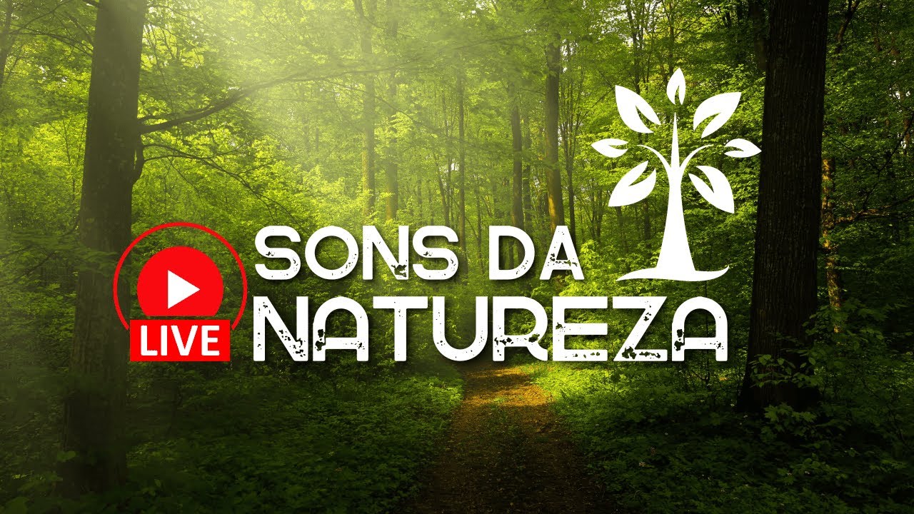 SONS DA NATUREZA para Acalmar a Mente e Relaxar 💦🎶 - YouTube
