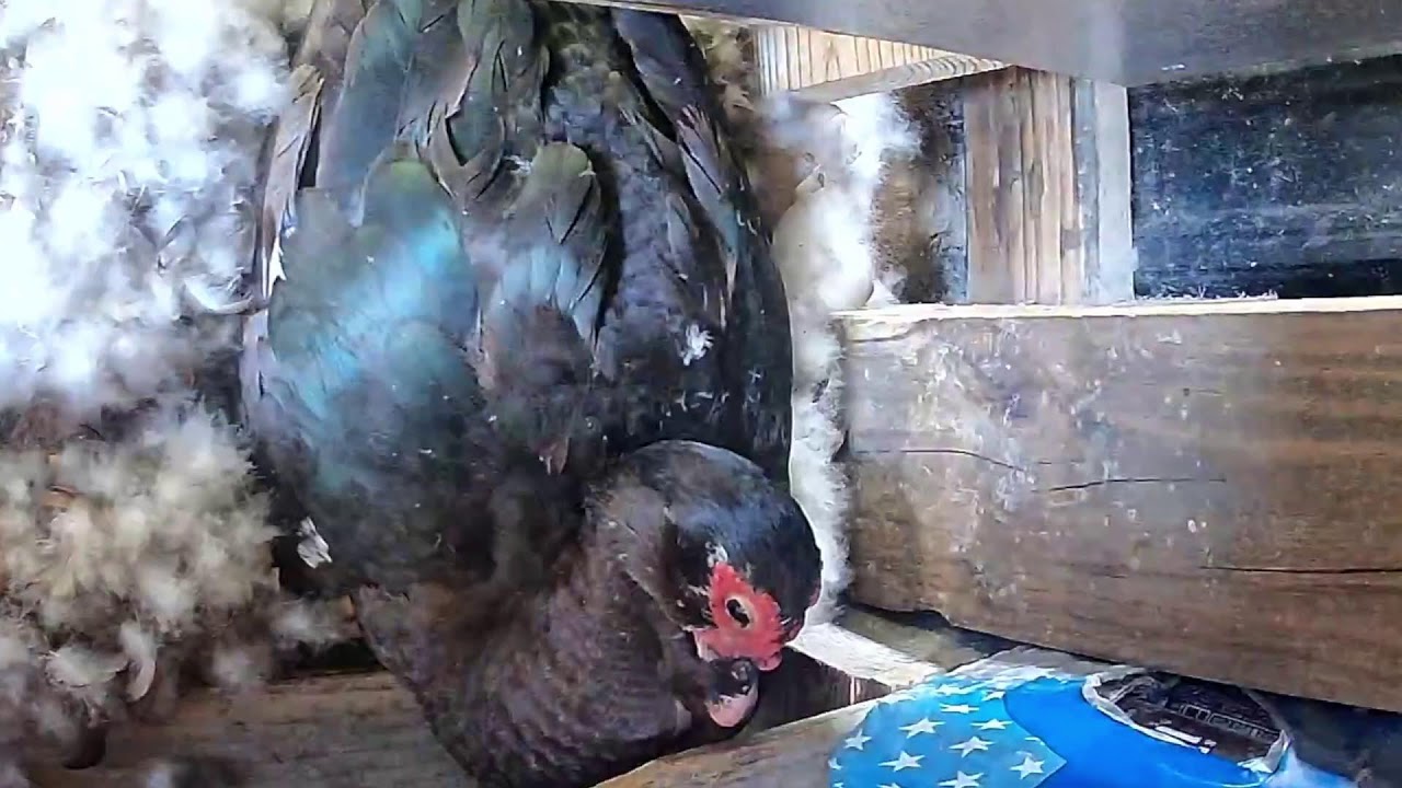 Narroway Homestead Live Stream - YouTube