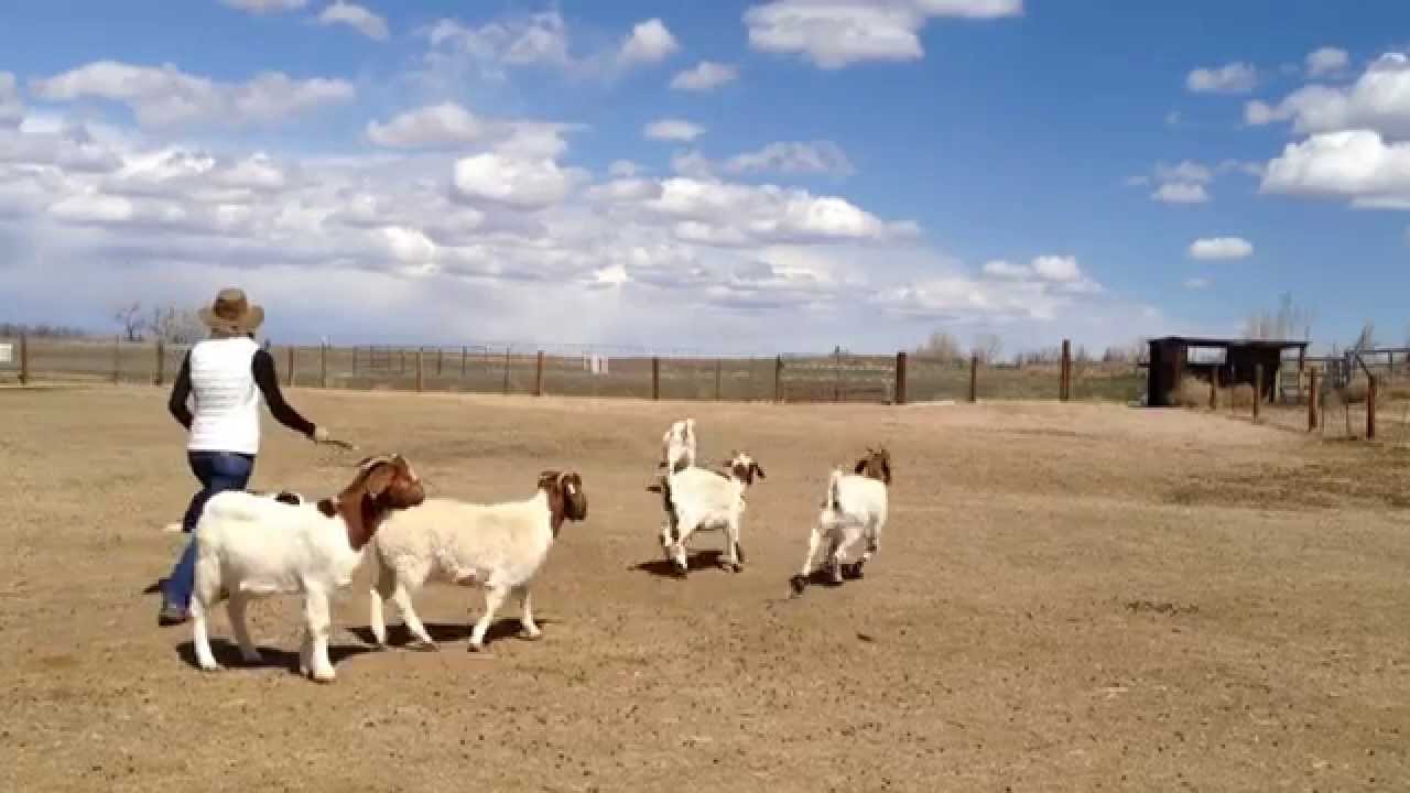 Jet working goats, April 2014 - YouTube