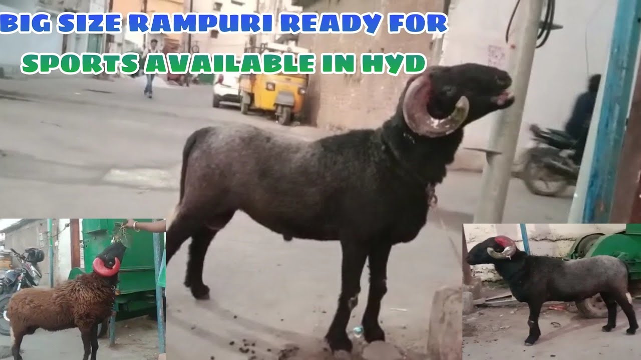 #9000221447 | BIG SIZE RAMPURI READY FOR SPORTS AVAILABLE IN HYD ...