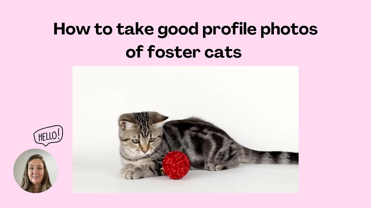 How to take good profile photos of foster cats and kittens - YouTube