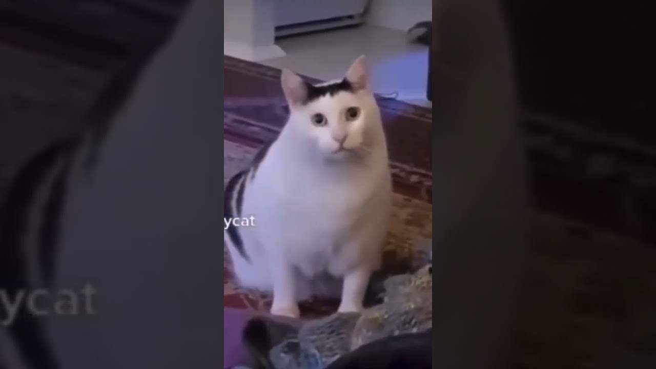 auughhh meme cat | funny cat video | #funnycat #cats | subscribe for ...