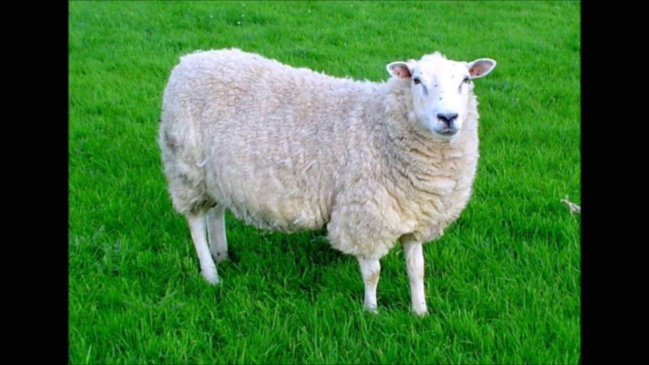 BoerderijToneel Liedjes:Schaap - YouTube