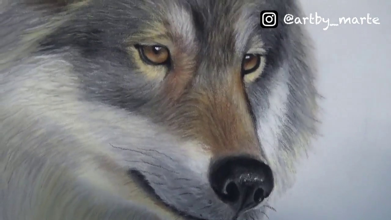 How to draw a wolf with pastels - YouTube