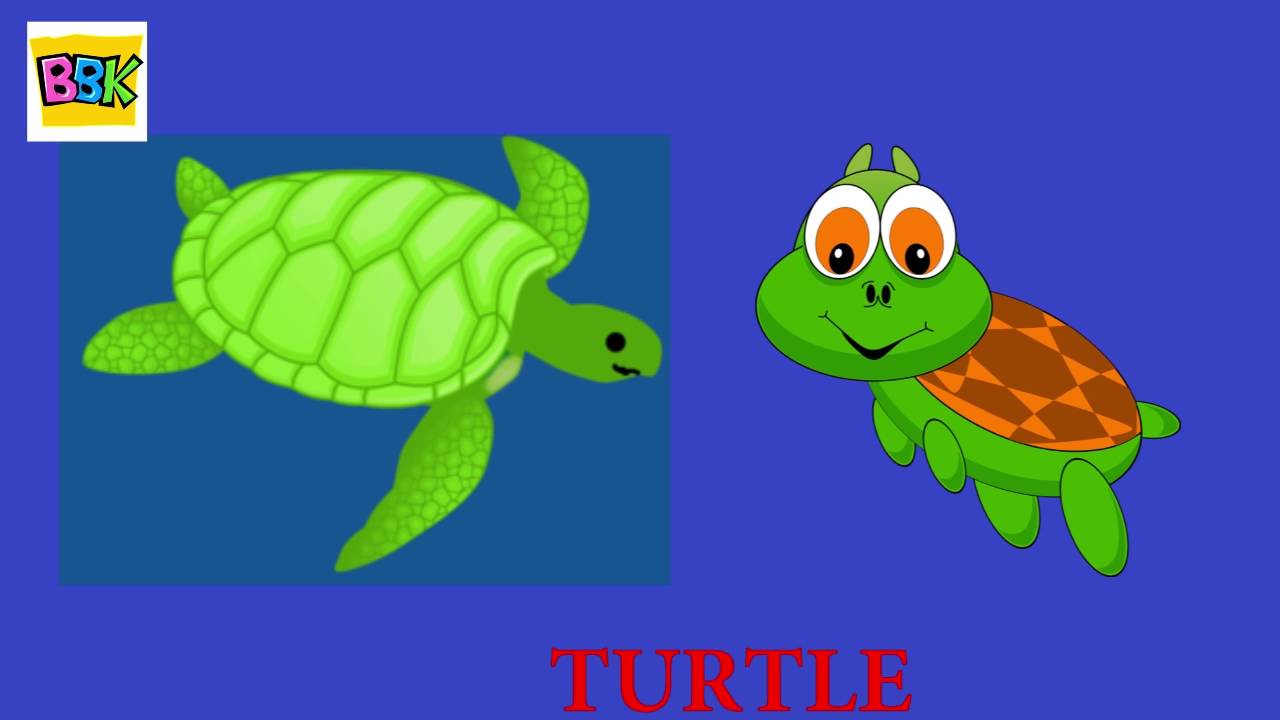 Finger Family Nursery Rhymes | TURTLE | Animal Finger Family Songs ...