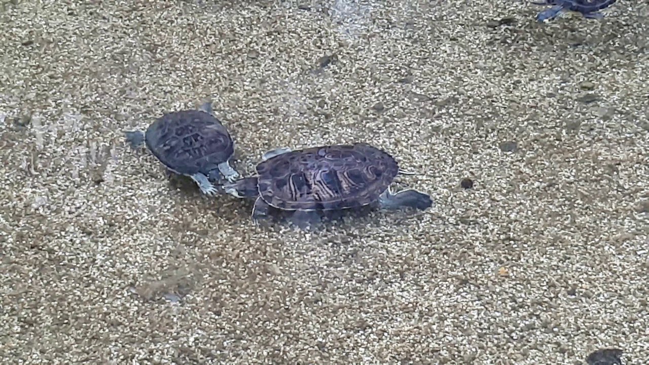 Annoying Turtle Taps Turtle On His Head - YouTube