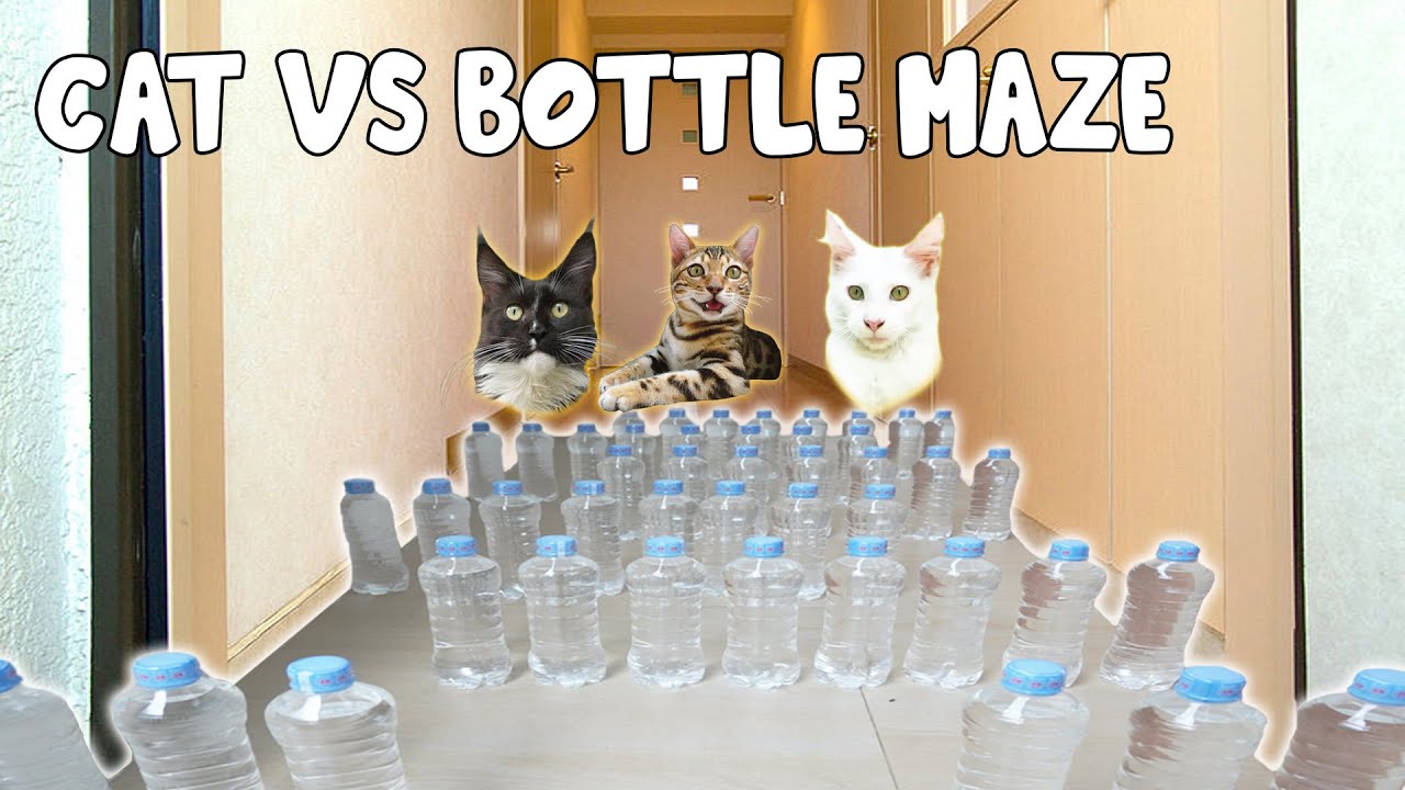 CAT VS BOTTLE MAZE | NEVS CAT - YouTube