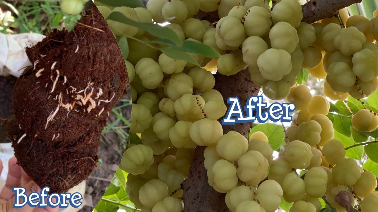 How To Plant Star Gooseberry from Cutting || Star Gooseberry Grafting ...