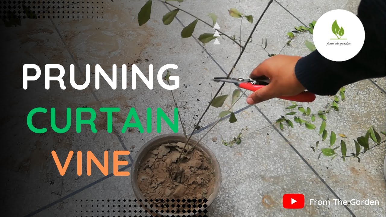 Pruning Curtain Vine Plant | Care of Curtain Creeper | From The Garden ...