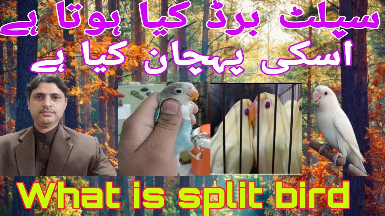 what is split bird and it's identity.سپلٹ برڈ کیا ہے اور اسکی پہچان ...
