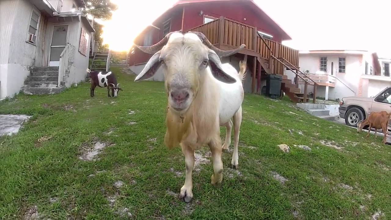 Team Fishless 33 Contender in Bimini (GoPro HD) - YouTube