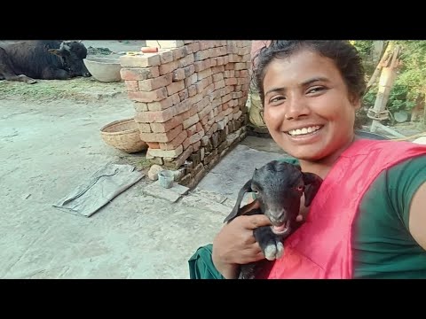 🙏👍🙏😭😭दोस्तों बकरी ने मेरी अंगुली का डालीआब मैं क्या करूं.. Rubi Verma🙏🙏 ...