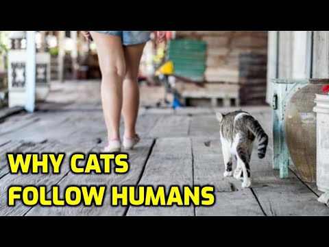 Why Do Cats Follow Strangers? - YouTube