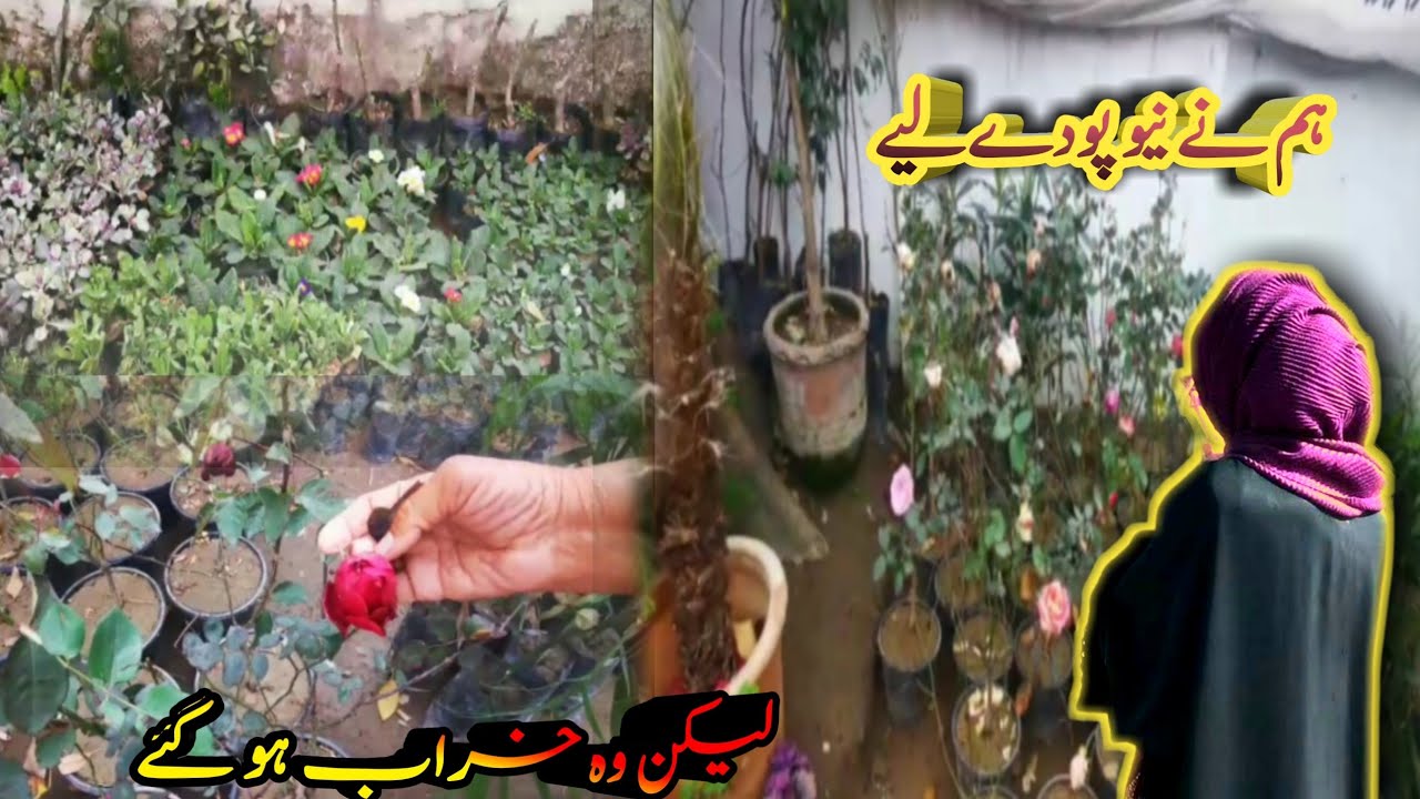 Gull Bahar Nursery Attock City /short Visit - YouTube