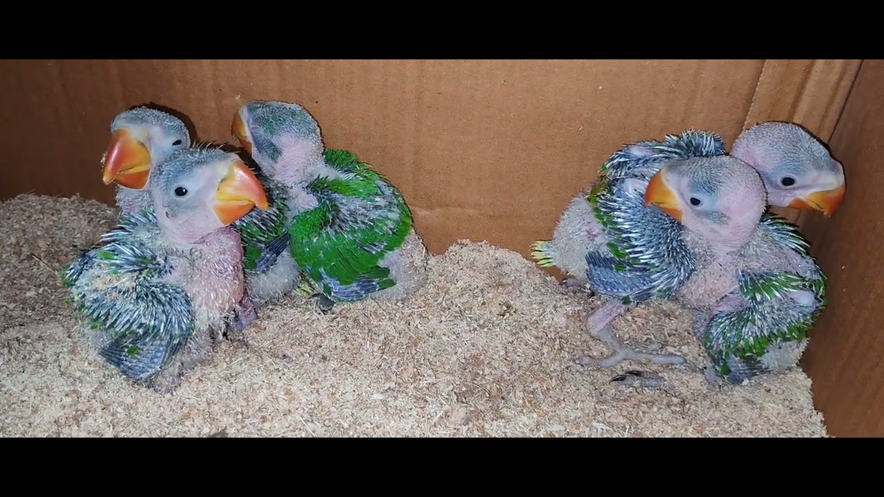 "Welcoming New Feathers: Baby Parrot Chicks Have Arrived!" - YouTube