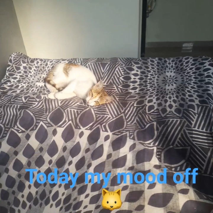 Today🐈 cat kitten mood off 😼not playing #cat #kitten #shortvideo # ...