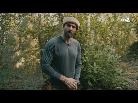Doğada ateş yakarken hangi tür ağaç kullanılmalı? - Doğadaki İnsan 153. Bölüm