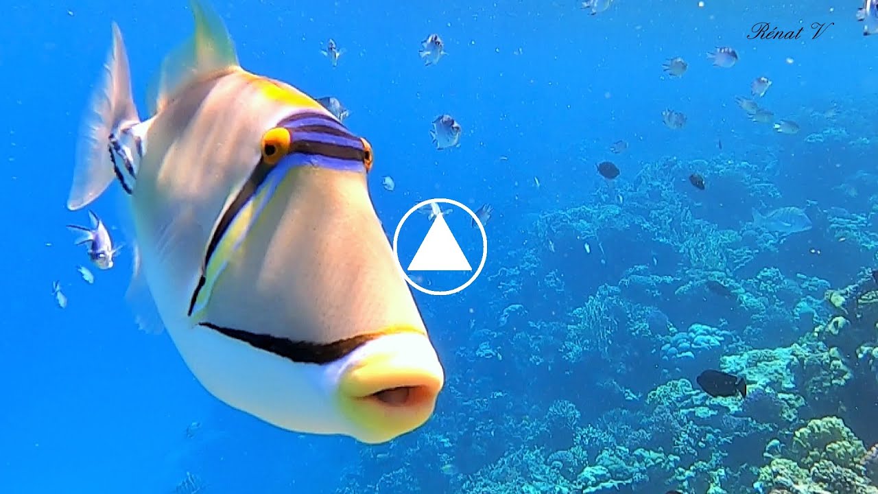 🤿 Un Baliste Picasso (Rhinecanthus aculeatus) agacé par ma caméra - YouTube