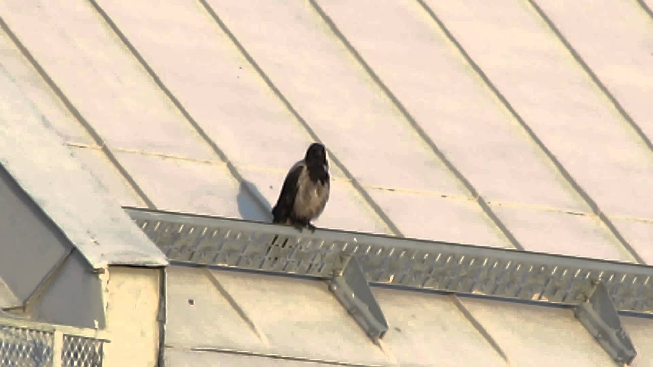 Hooded Crow preening on a rooftop - YouTube
