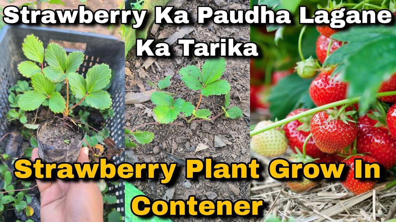 strawberry plant ka Contener pe grow kar ne ka tarika / strawberry ...