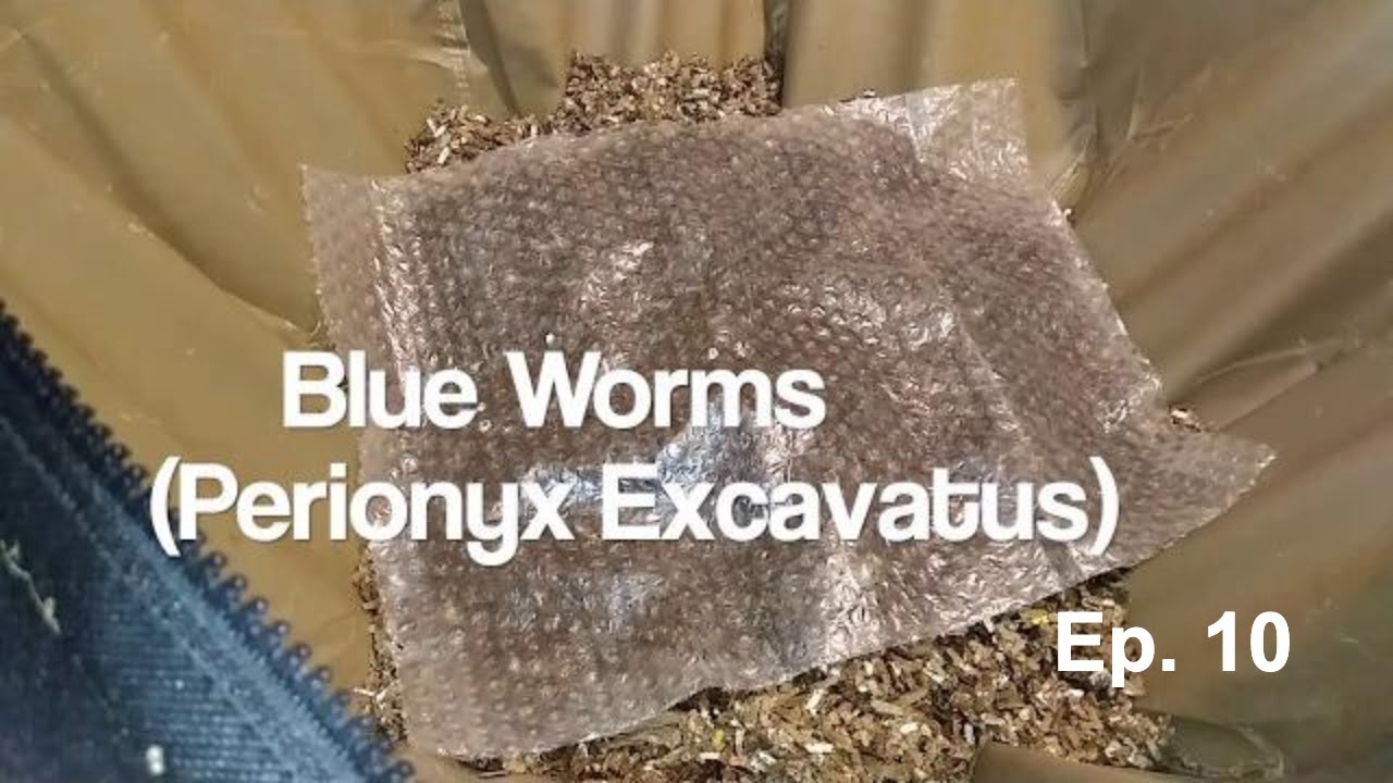 Blue Worms Compost Watermelon - Perionyx Excavatus - Urban Worm Bag v2 ...