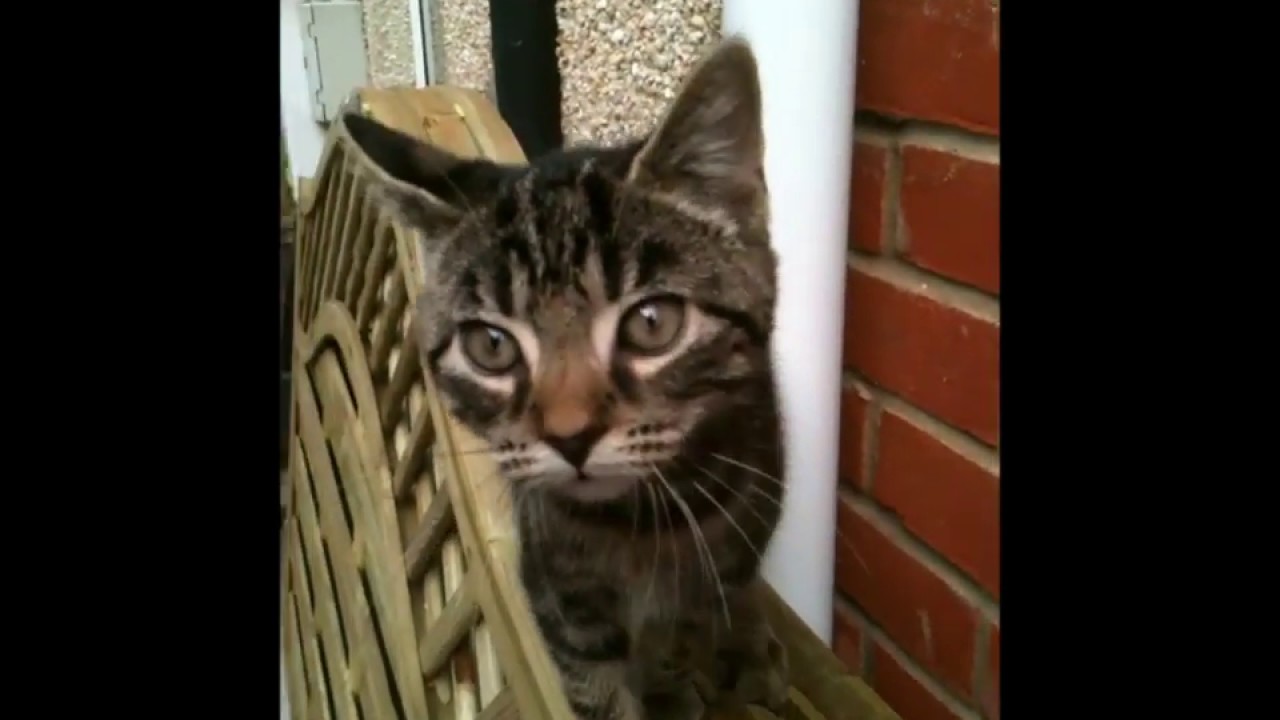 Tigger the Bouncy Cat - Walking on Fence Top Complete with Funny Wiggle ...