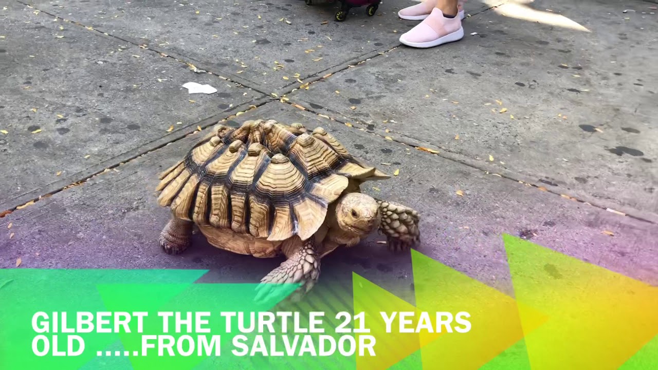 Gilbert the Turtle 21 years old .....from Salvador 23, Sep. 2019 - YouTube