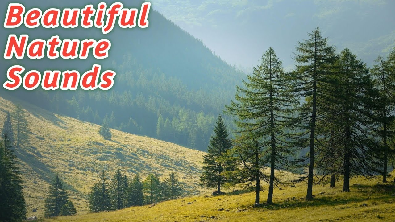 #139 : Beautiful Nature Sounds For Meditation I Sounds For Meditation I ...