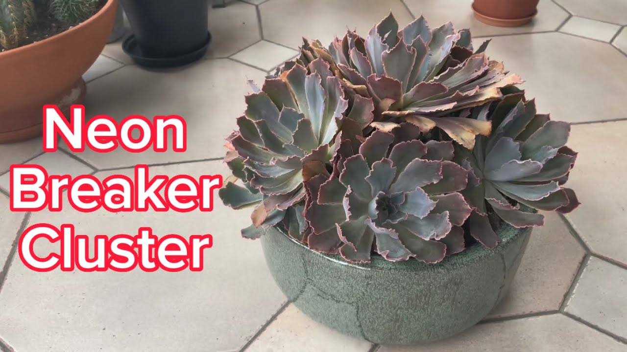 Neon Breaker Cluster ve Giyim mağazası antikaları ##vlog #succulents # ...
