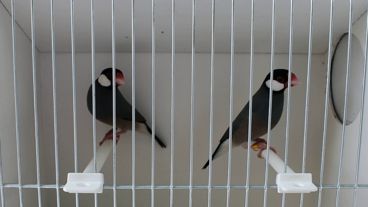 padda de java part12 - YouTube