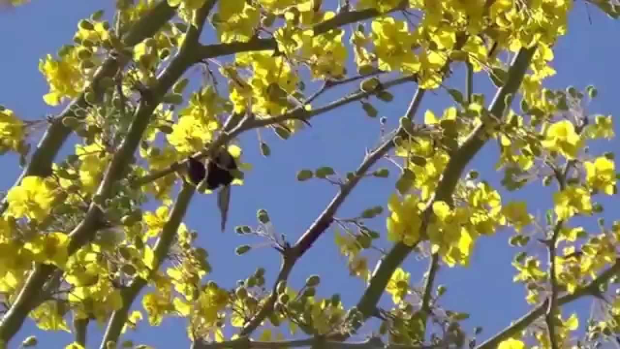 ♂♀ Large Carpenter Bees In The Desert - YouTube