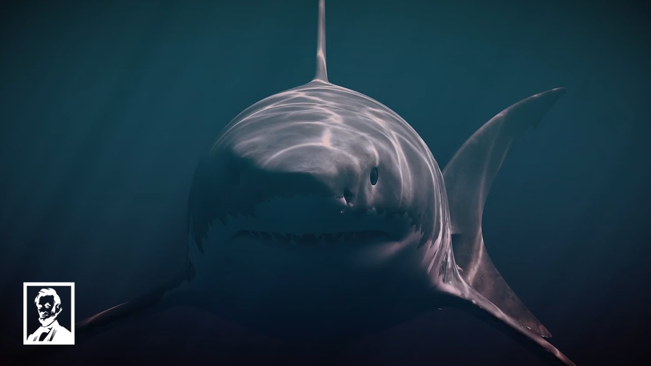 Shark Week - YouTube