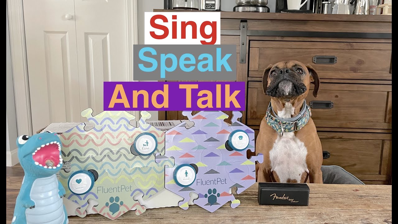 Boxer that Sings, Speaks and Talks! - YouTube