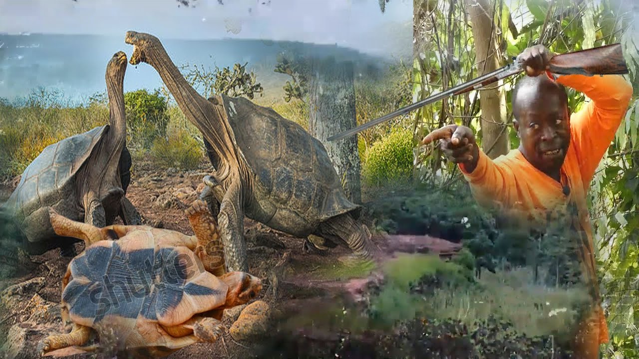 I saw 2 giant tortoise fighting over a girl in the deep forest, hunter ...