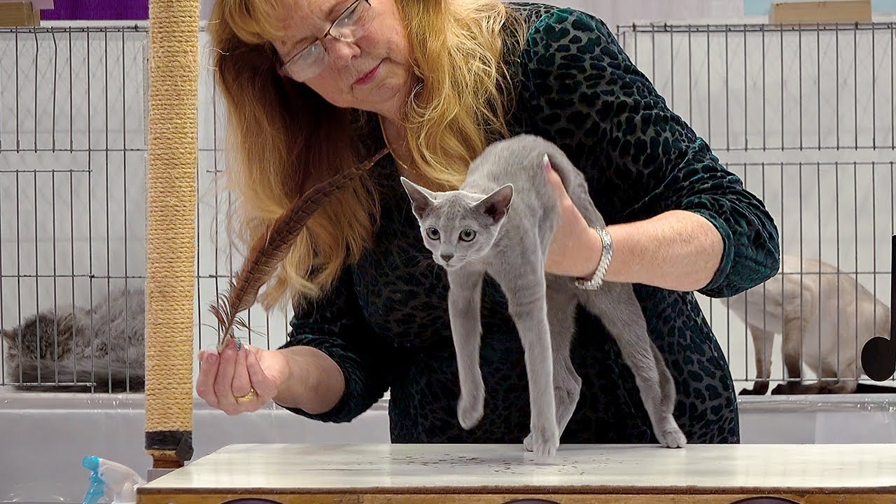 CFA International Show 2019 - Russian Blue Kitten Class Judging - YouTube