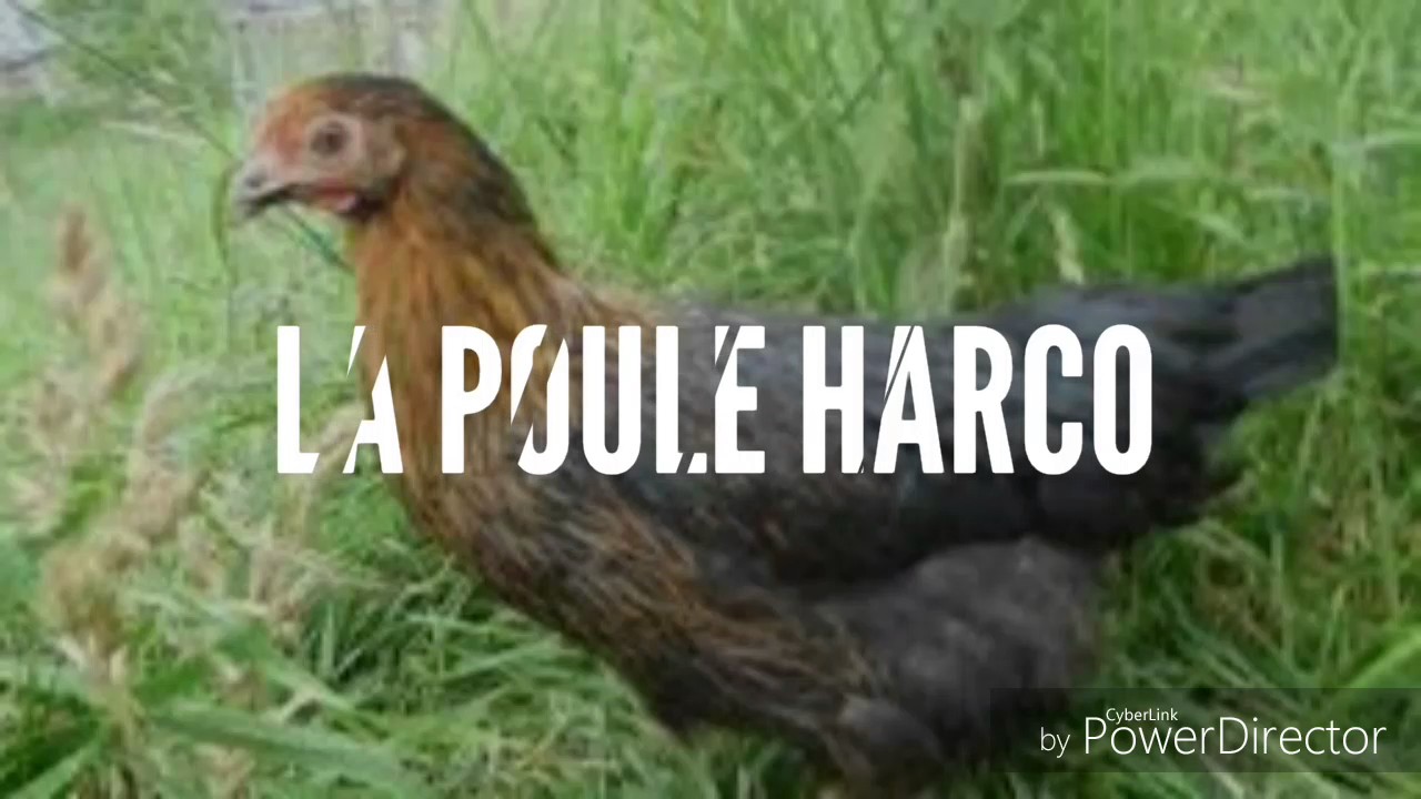 La poule harco - YouTube