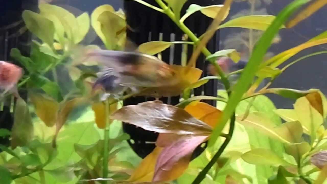 4. Purple Harlequin Rasboras spawning after a water change - YouTube