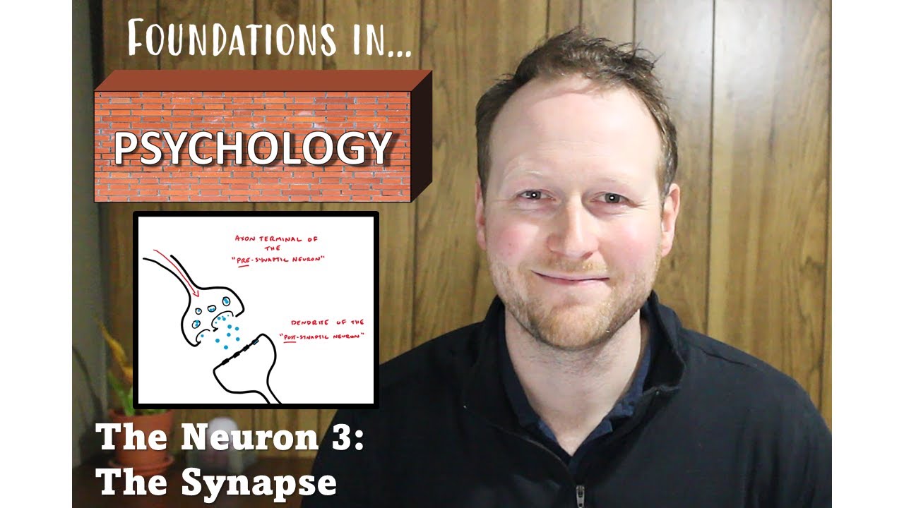 The Neuron 3: The Synapse - YouTube