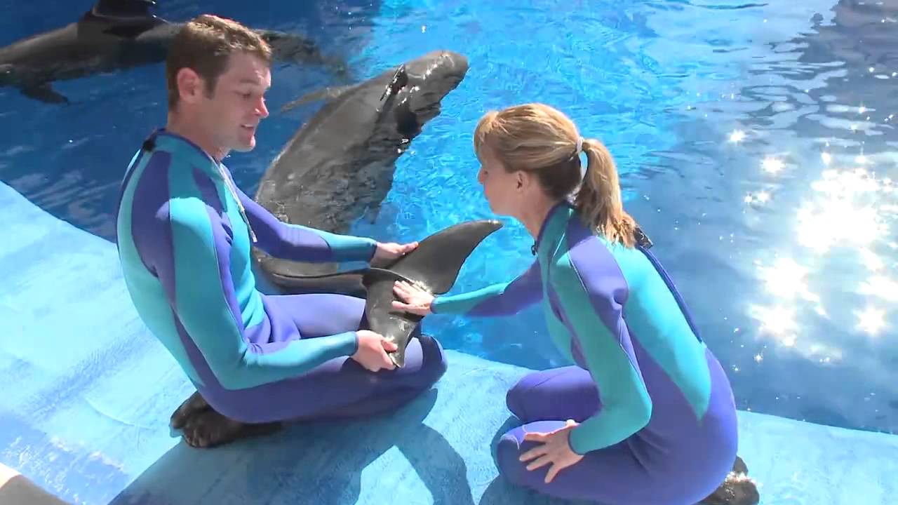 Pilot Whale Update | SeaWorld Orlando - YouTube