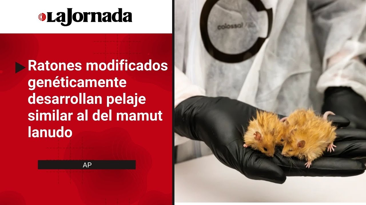 Científicos diseñan genéticamente ratones con pelo similar al de los ...