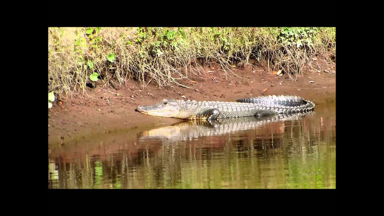 Beautiful Alligator in Mud & Gator Facts! Sea Pines Hilton Head Island ...