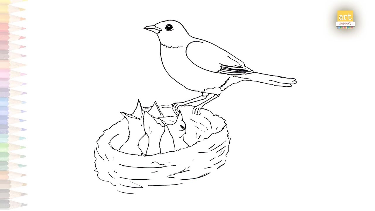 Robin Feeding Baby Birds drawings | Robin birds drawing | How to draw ...