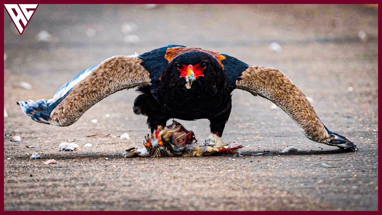 15 Deadliest Eagle Attacks Caught on Camera - YouTube